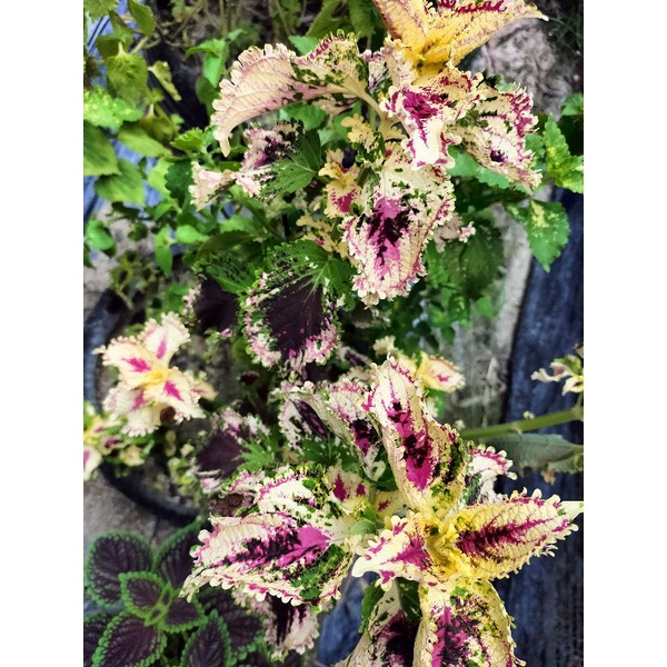 KERATAN POKOK BUNGA HATI-HATI CLOUES COLUES CUTTING. BUNGA HIASAN ATI ...