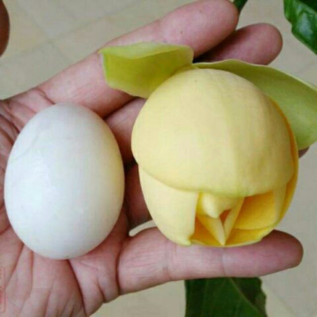 Pokok bunga cempaka telur kuning(wangi) | Shopee Malaysia