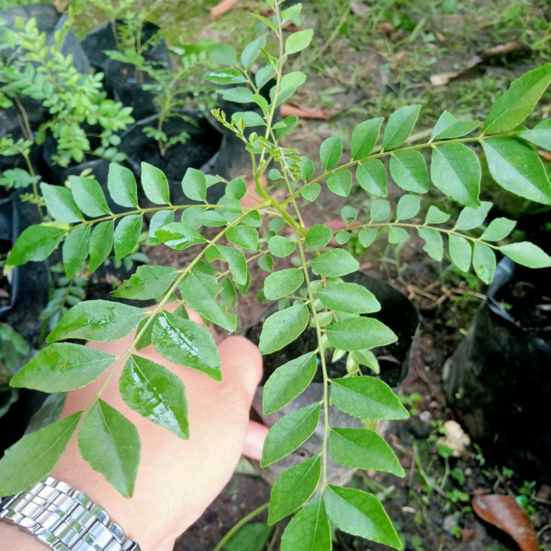 Pokok daun kari/curry leaf | Shopee Malaysia