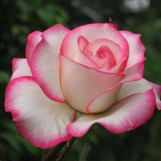 anak pokok bunga rak pokok bunga pokok rose pokok rose benih pokok ...