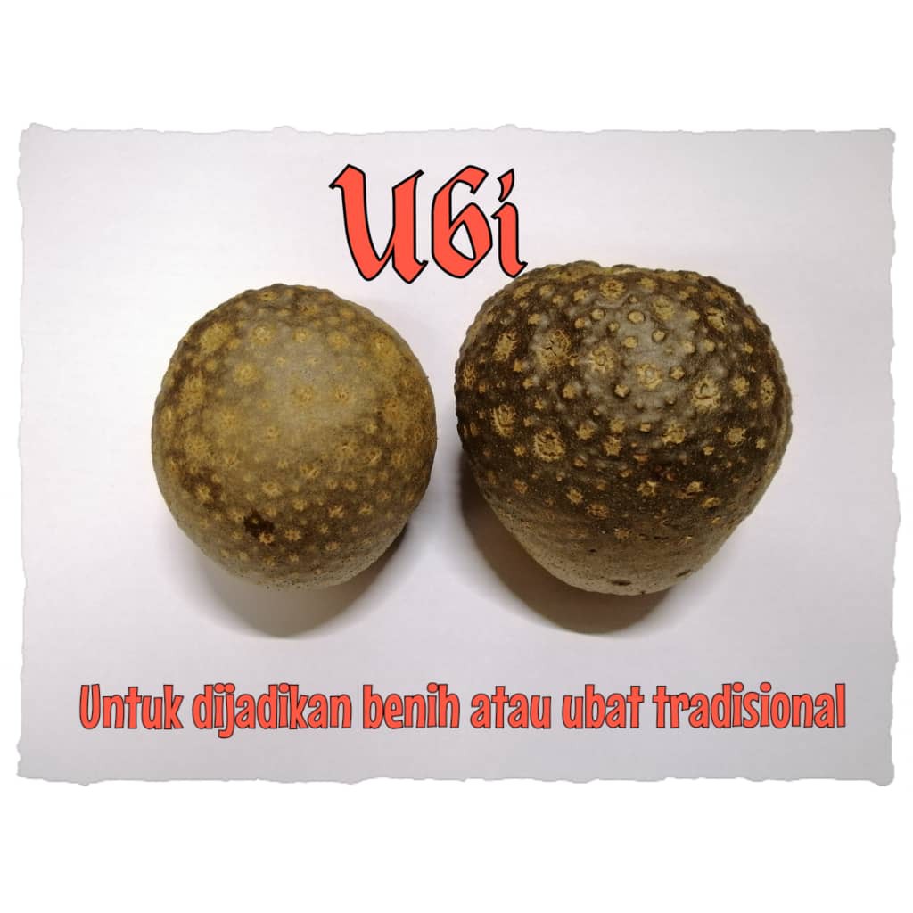 UBI TUM / UBI TOM / KENTANG ANGIN / POTATO AIR / UBI TAKUT BABI / POKOK ...