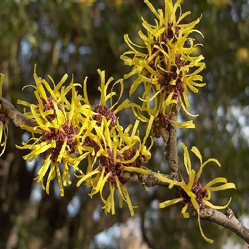 Hamamelis Water (Witch Hazel) | Shopee Malaysia