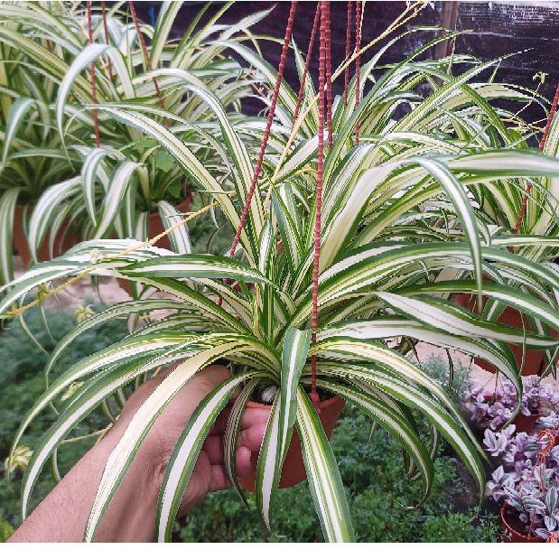 Anak Pokok Bunga Spider Leaf Pokok Hidup Spider Plant Live Plant Pokok ...