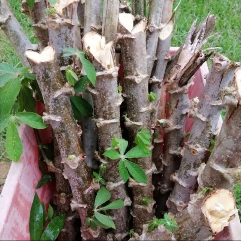 10 keratan batang ubi kayu | potato wood | murah | ready stock | Shopee ...