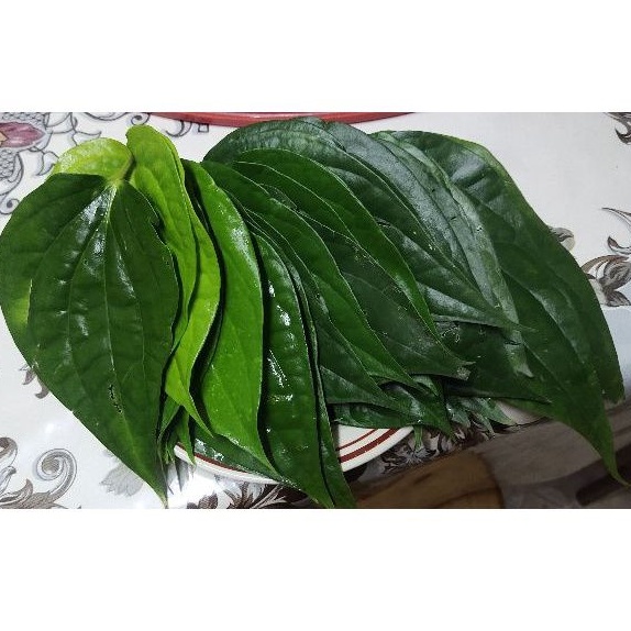 25 Helai Daun Sireh Melayu Segar Dipetik Pada Hari Penghantaran ...