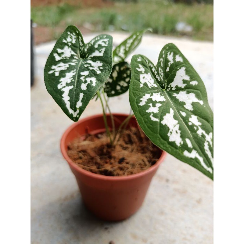 Pokok keladi liliput mini hiasan cantik comel caladium dalam pasu kecil ...