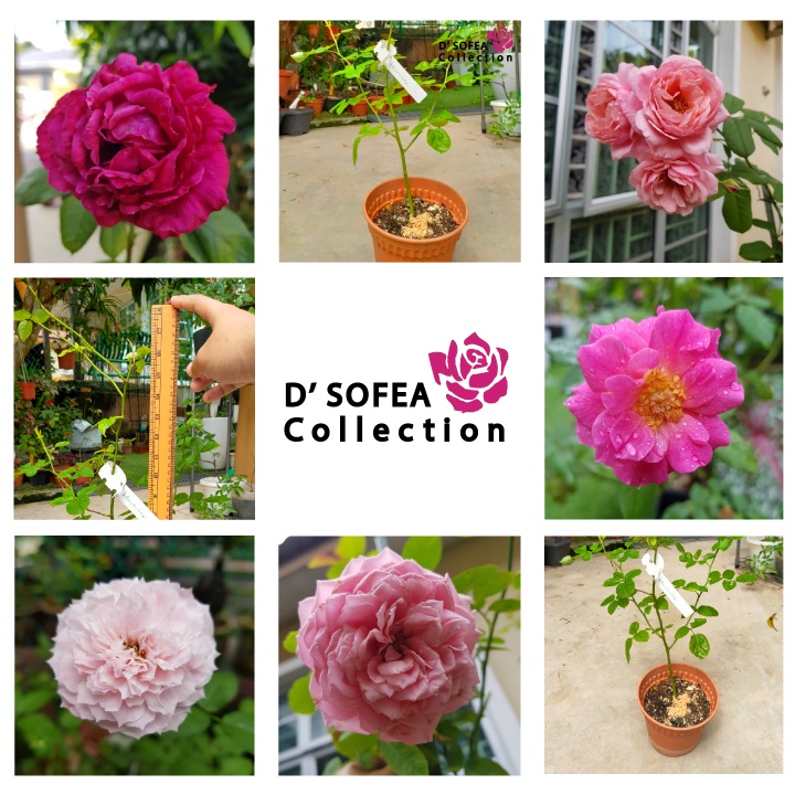 ANAK POKOK ROS OWN ROOT BER ID ( TUT / KERATAN BATANG ) | Shopee Malaysia