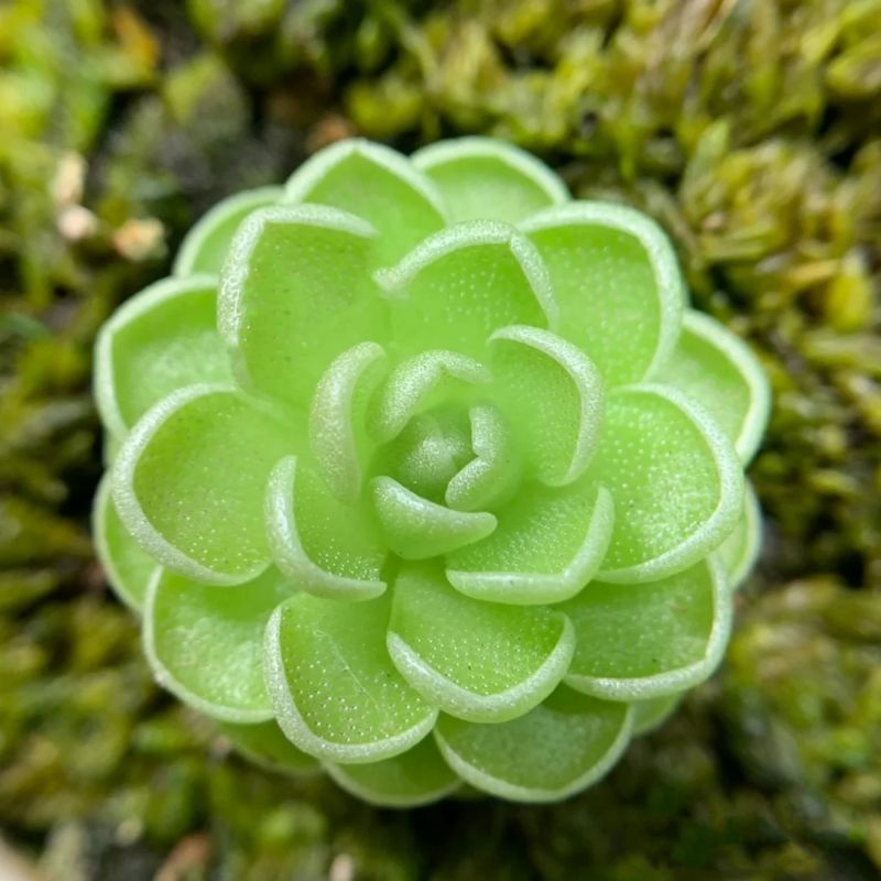 carnivorous plants,pinguicula, terrarium, paludarium, vivarium | Shopee ...