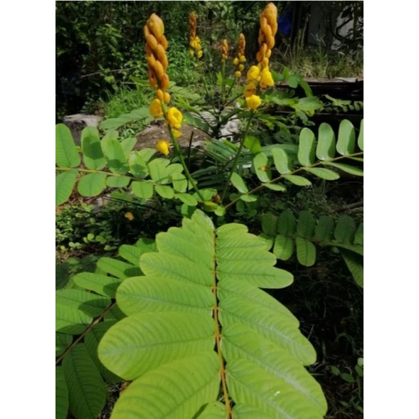 Pokok Gelenggang /Ubat Gatal | Shopee Malaysia