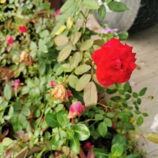 Jualan ros keratan batang | bunga rose | flower | pokok bunga ros duri ...