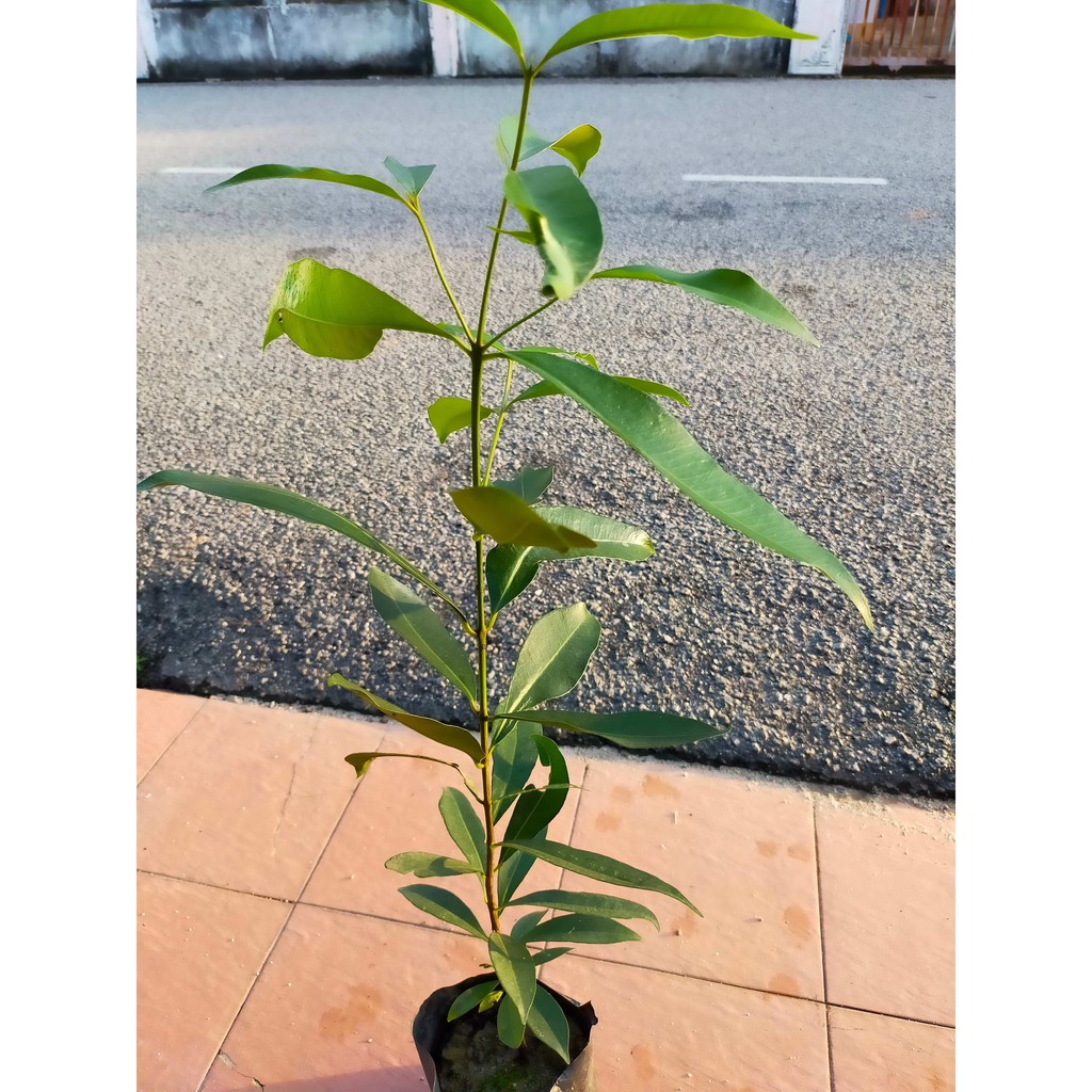 Anak Benih Pokok jambu Arang/Keriang Dot | Shopee Malaysia