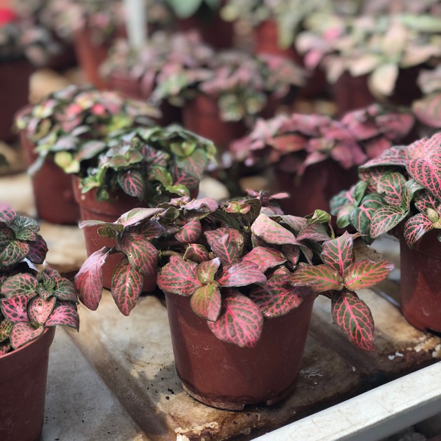 Fittonia indoor plant | Shopee Malaysia