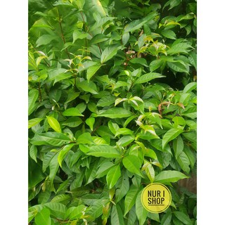 💥READY STOCK💥Pucuk Daun Serai Kayu | Shopee Malaysia