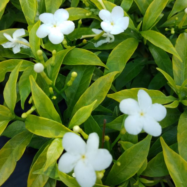 Pokok bunga jasmin mini daun hijau muda | Shopee Malaysia