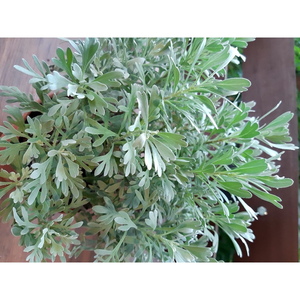 [TO KLANG VALLEY ONLY] Varieti Artemisia / Artemisia Varieties - Pokok ...