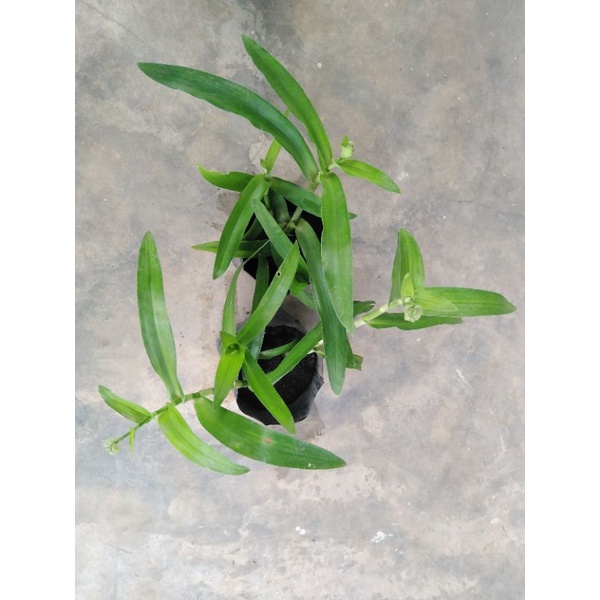1 polybag anak pokok rumput Beijing/ anak pokok rumput Siti Khadijah ...