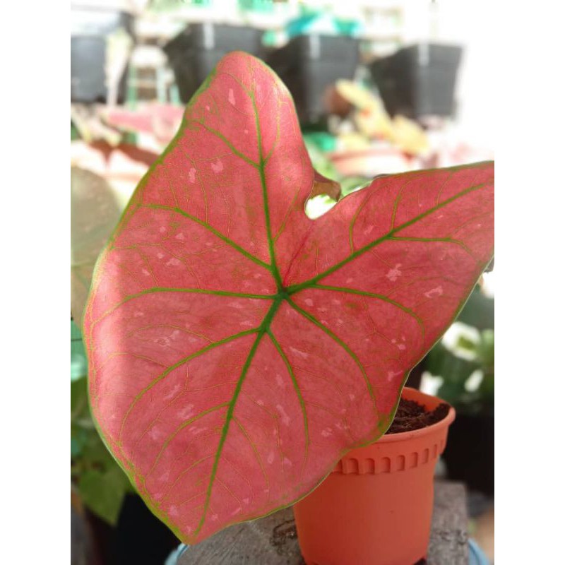 Pokok Keladi Viral / Pokok Keladi Rare / Green Spider Caladium / Pokok ...