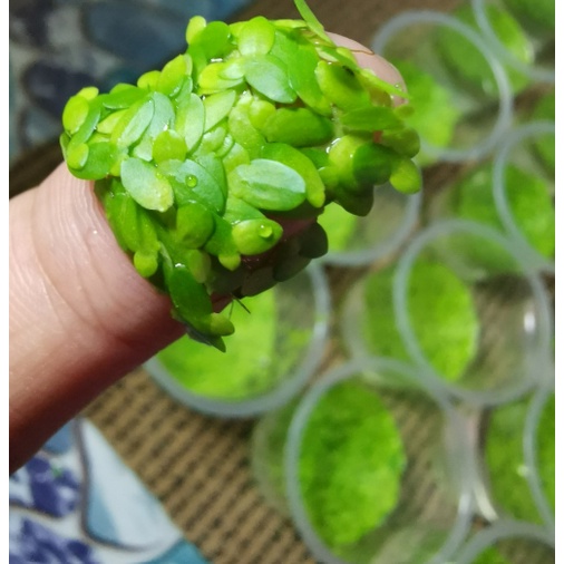 Duckweed (Pokok Air) | Shopee Malaysia