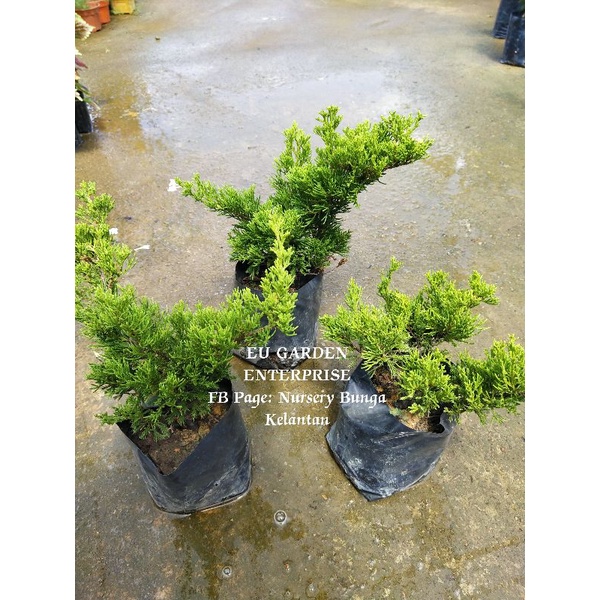 Pokok Juniperus Chinensis Shimpaku / Juniper / Junifer / Bonsai ...