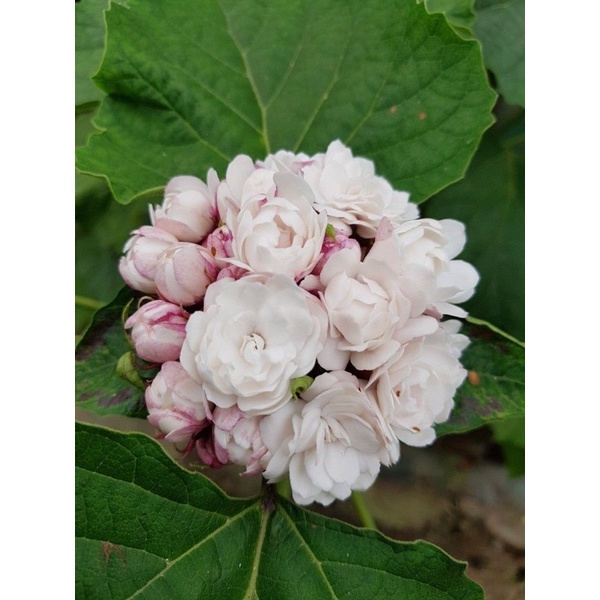 Pokok dan keratan melur jawa @ rompun @ clerodendrum philipinum ...