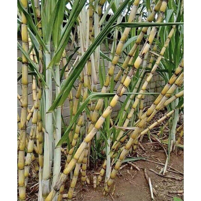 1 Batang Pokok Benih Tebu Kuning | Shopee Malaysia