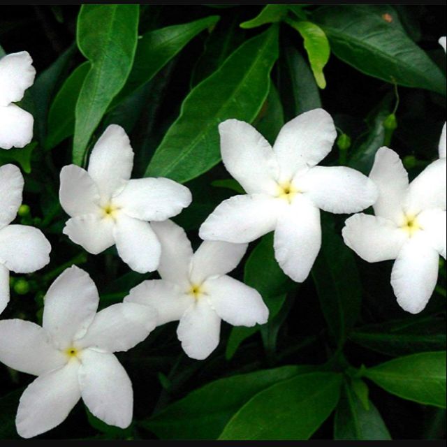 Crepe Jasmine Plant with White Flower, Real Plant, Ervatamia Dwarf ...