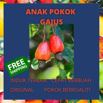 Anak Pokok Gajus - Pucuk dibuat ulam ( CEPAT BERBUAH ) - abby nursery ...