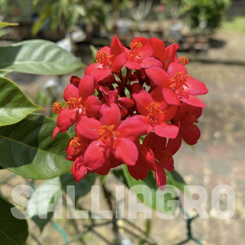 Pokok Bunga Spicy Jatropha | Peregrina | Bunga Betawi | Pokok Jarak ...