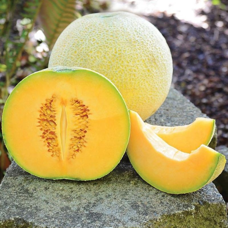 6pcs Biji Benih Tembikai Susu Manis Jepun F1 Hybrid Netted Japanese ...