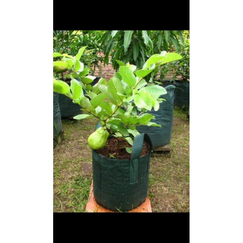 Anak benih jambu batu( HUBRID) | Shopee Malaysia