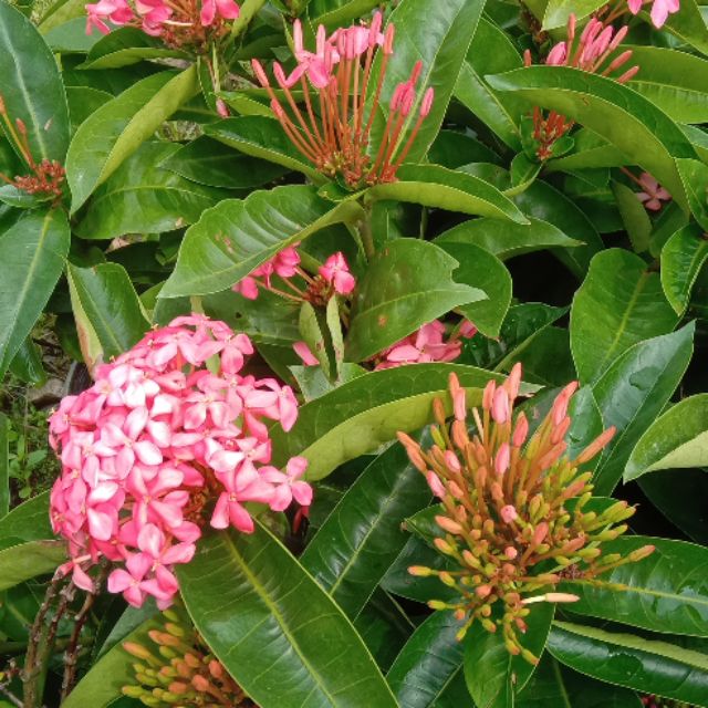 Pokok bunga tudung periuk kaler pink | Shopee Malaysia