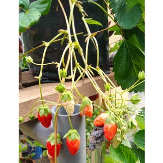 Anak Pokok Strawberry Tanah Rendah JSC | Shopee Malaysia