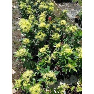 Golden Penda Pink Penda real plant flower yellow dwarf pokok cantik ...