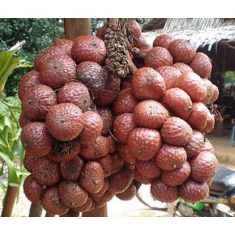 Buah Kelubi /Asam paya (1kg) | Shopee Malaysia