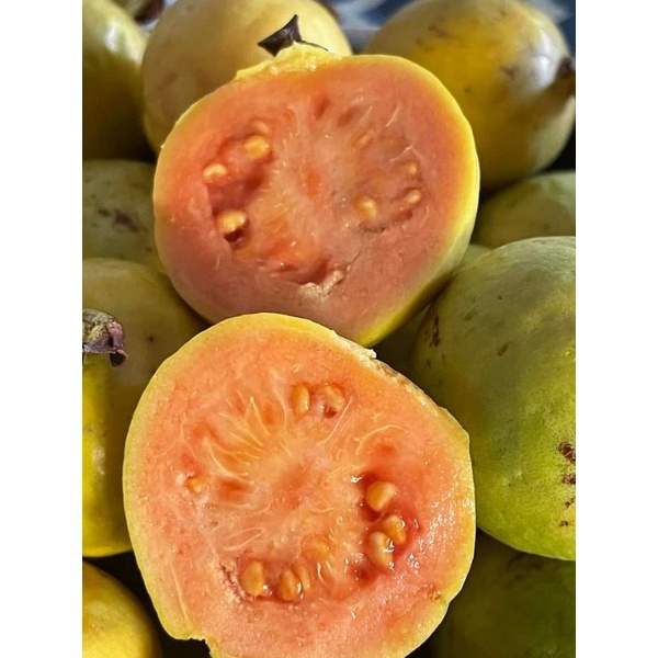 Pink Guava / Pokok Jambu Batu Kampung | Shopee Malaysia