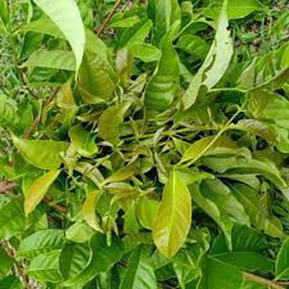 POKOK SERAI KAYU (ULAM) | Shopee Malaysia