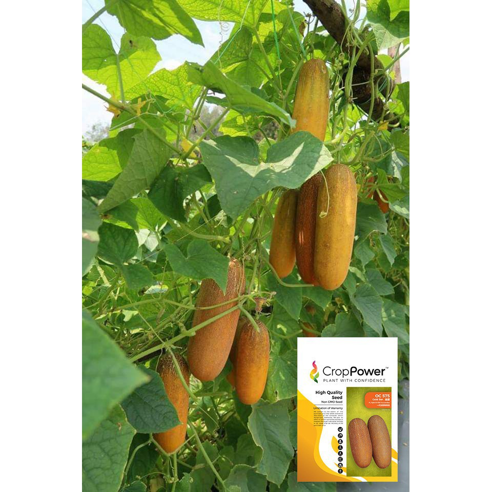 BIJI BENIH TIMUN TUA F1(GOLD BAR)/OLD CUCUMBER SEEDS(10 SEEDS-REPACK ...