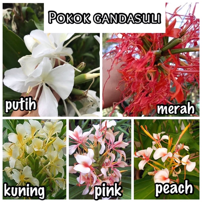 Pokok bunga wangi gandasuli/butterfly ginger - putih, kuning, merah ...