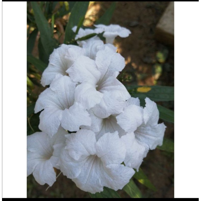 pokok Ruellia putih renek pokok hidup | Shopee Malaysia