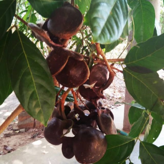 Pokok jering ( ulam jering ) | Shopee Malaysia