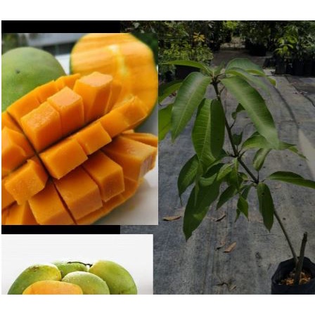 ANAK POKOK MANGGA HARUM MANIS. POKOK BUAH HYBRID (KAHWIN). PAUH HARUM ...