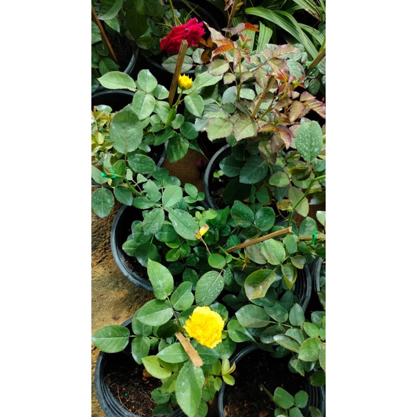 ROSE KAMPUNG DAMASK(maggie)/rose kampung #outdoor plant | Shopee Malaysia