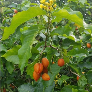 Pokok Mentega Kacang / Peanut Butter Fruit (Bunchosia argentea) - Pokok ...