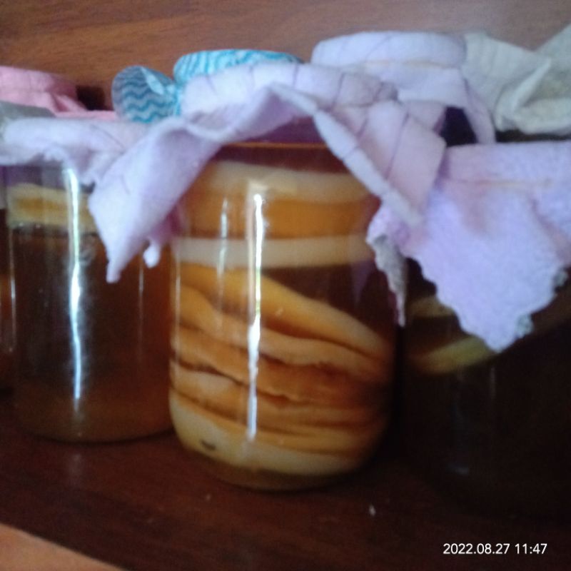 scoby kombucha bersama 150ml ibu air kombucha/cendawan mekah | Shopee ...