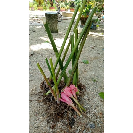 Pokok Bunga Kantan Merah Jambu | Shopee Malaysia