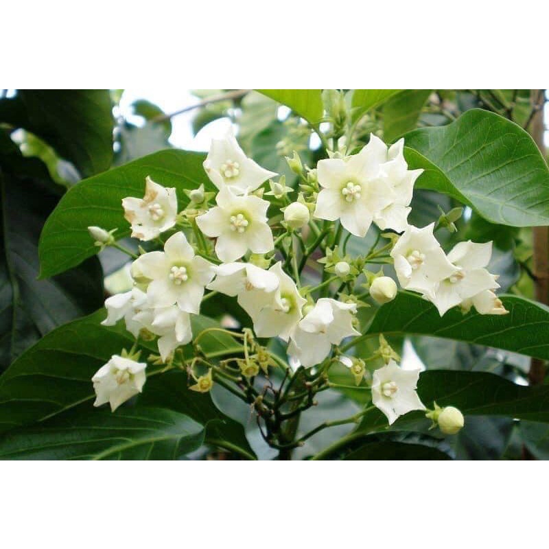 Pokok Bunga Kesidang Breadflower Bunga wangi white flower real plant ...