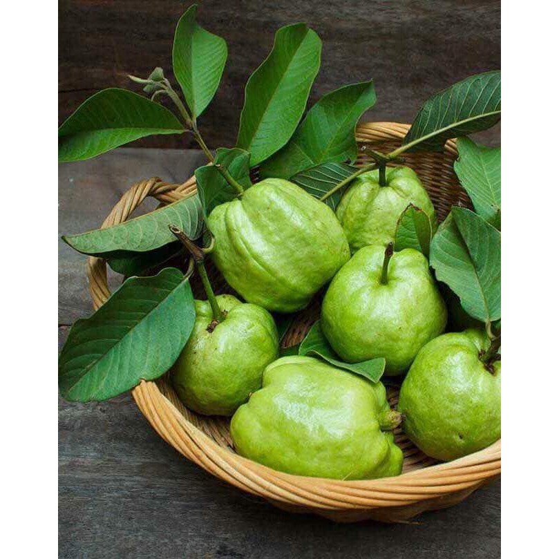Pokok Jambu Batu Seedless | Shopee Malaysia