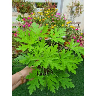 real plants jeremin plants/pokok halau nyamuk | Shopee Malaysia