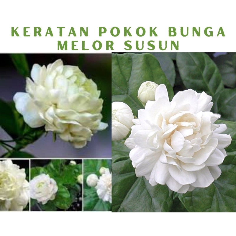 1 Keratan Batang Pokok Bunga Melor Susun/Pokok Bunga/Keratan Pokok ...