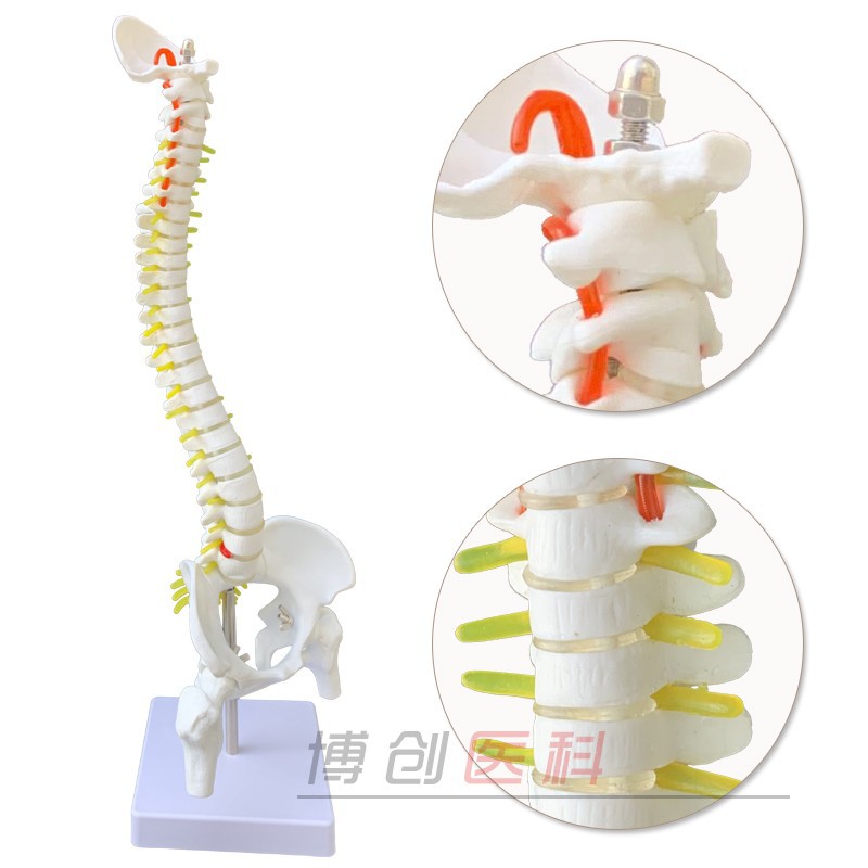 Medical Teaching Aids Model Human Body Lumbar 45cm High Skeleton Model ... Medical Teaching Aids Model Human Body Lumbar 45cm High Skeleton Model ...